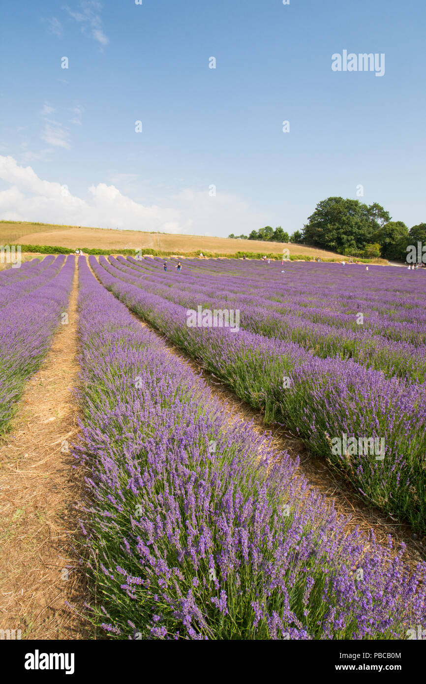 rows of lavender in field at Lordington lavender, Lordington Farm ...