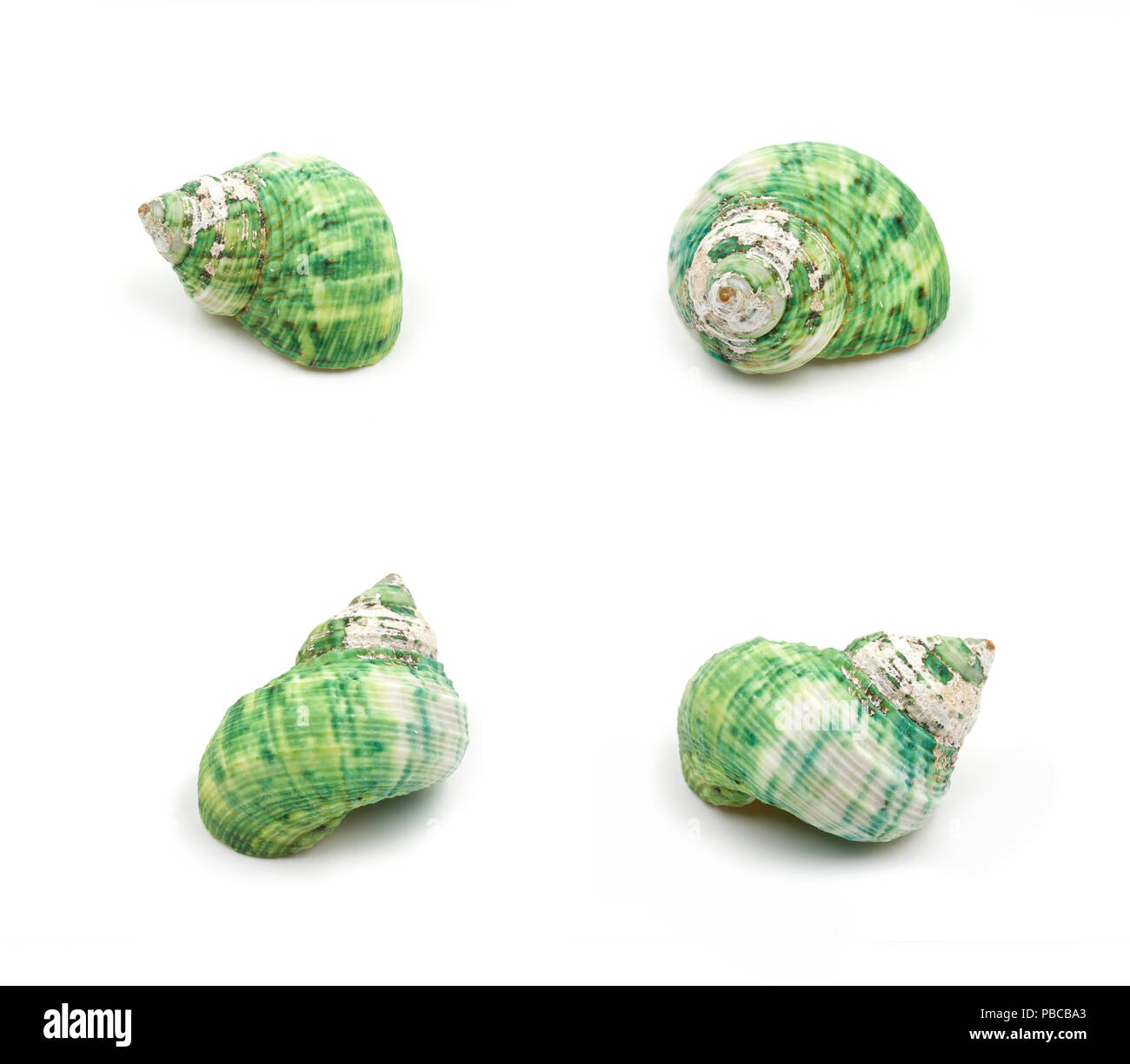 green Sea shells Collection on white background Stock Photo - Alamy