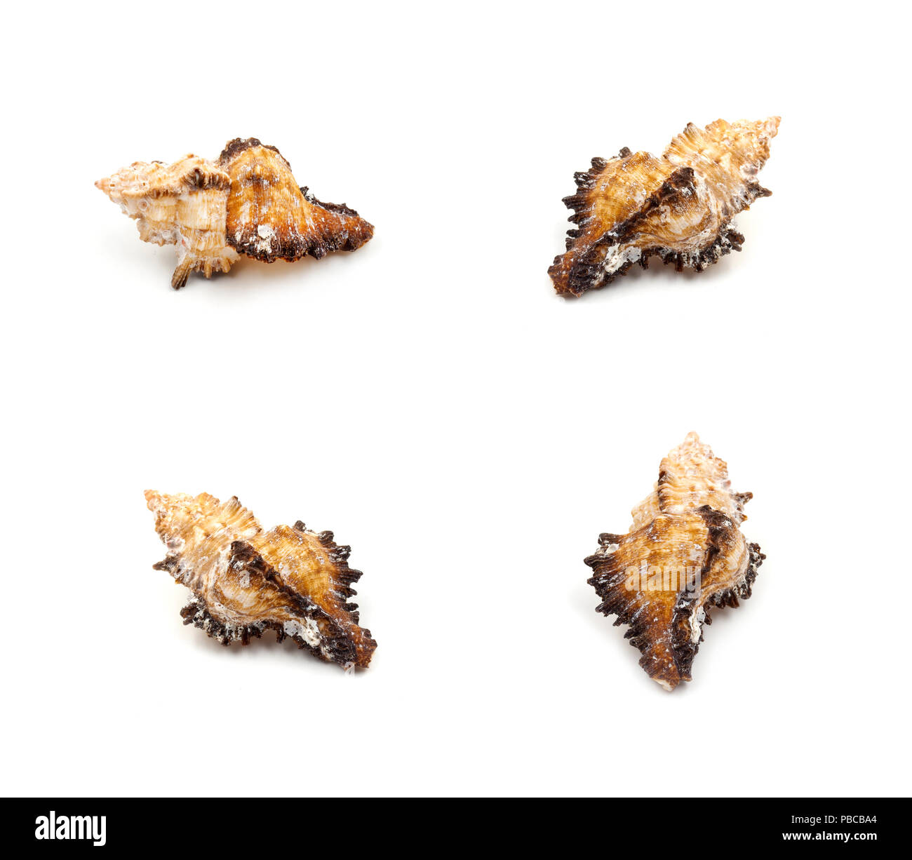 Yellow Sea shells Collection on white background Stock Photo - Alamy