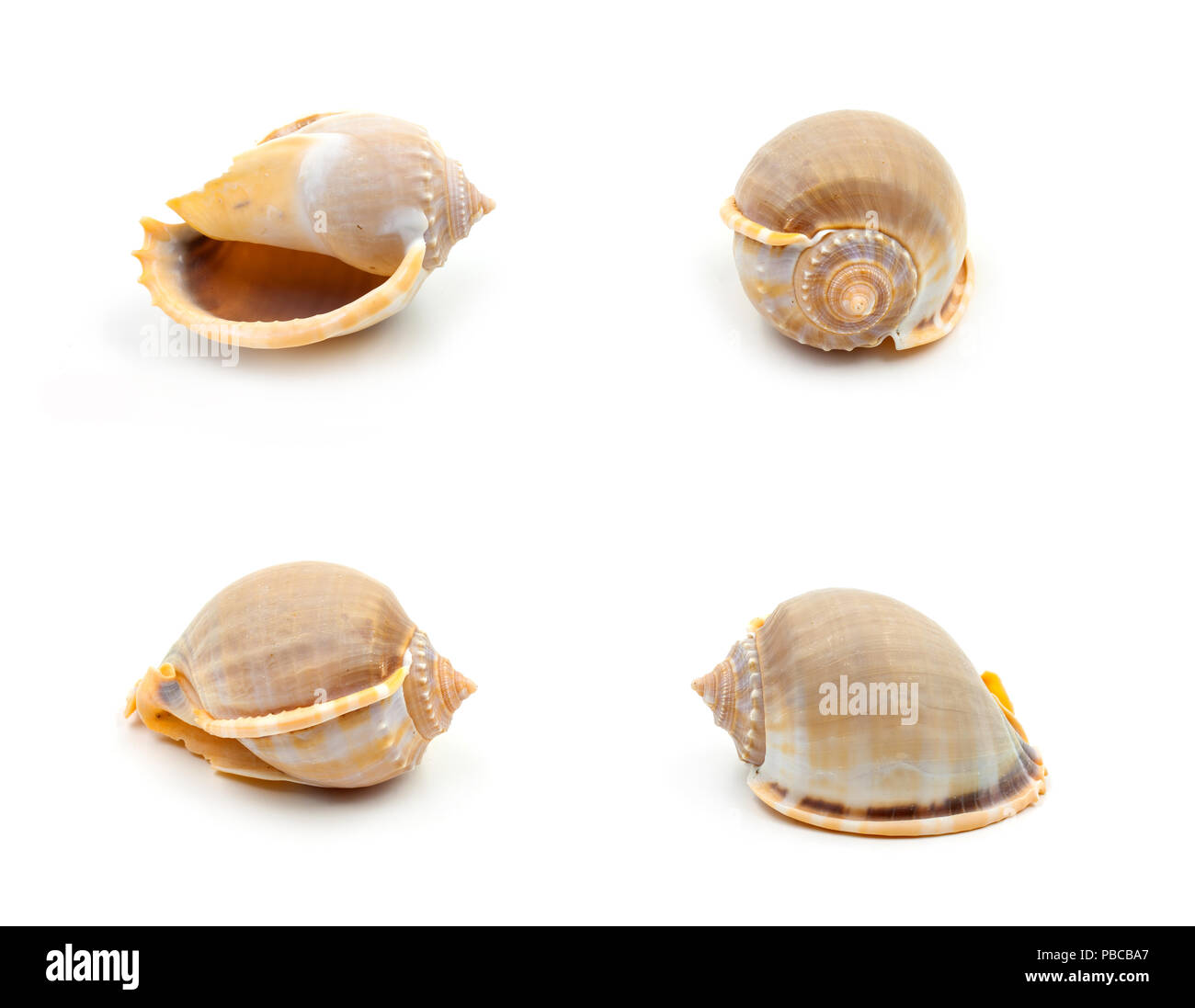 Yellow Sea shells Collection on white background Stock Photo - Alamy
