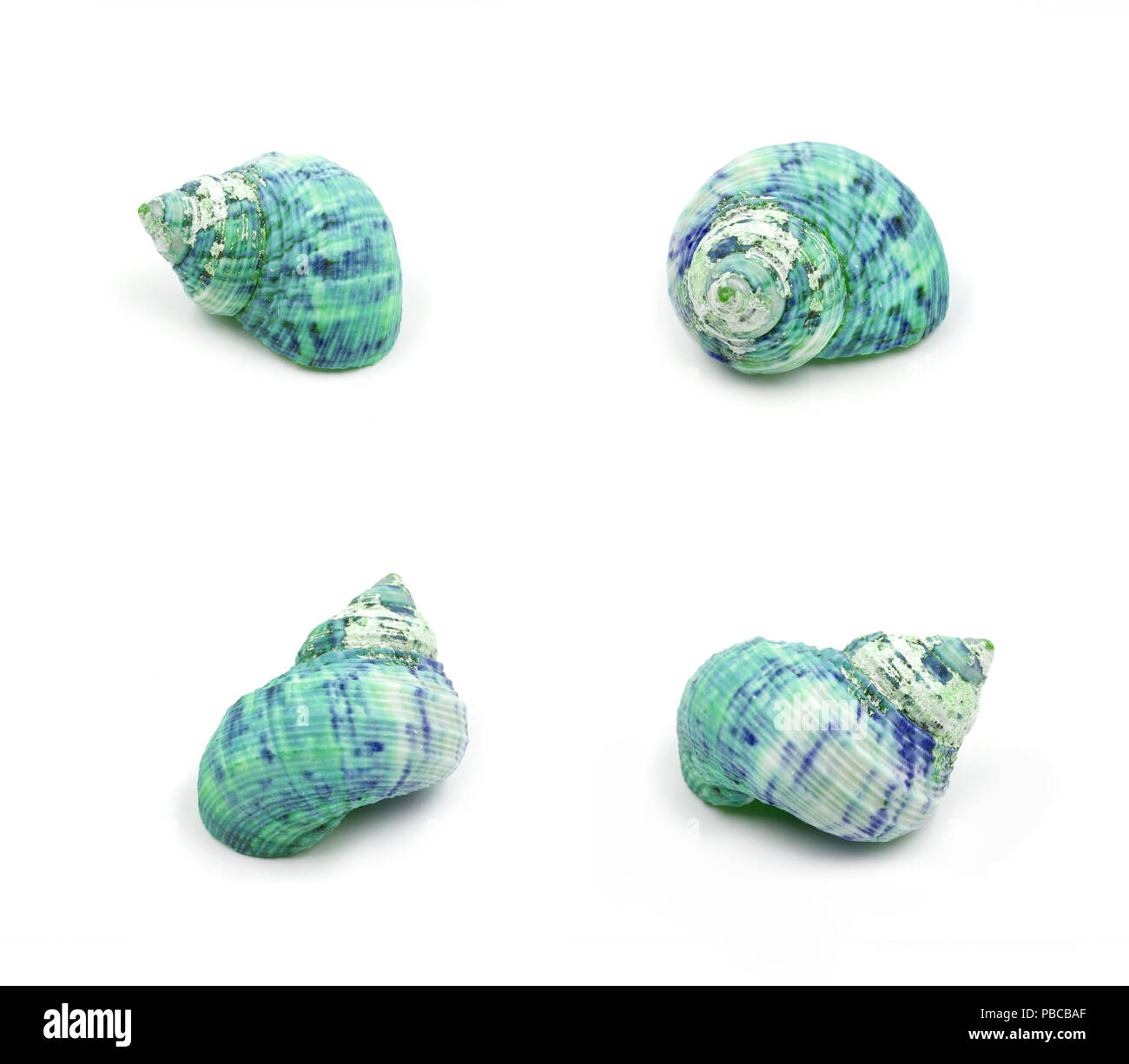 Echinoderm collection hi-res stock photography and images - Alamy