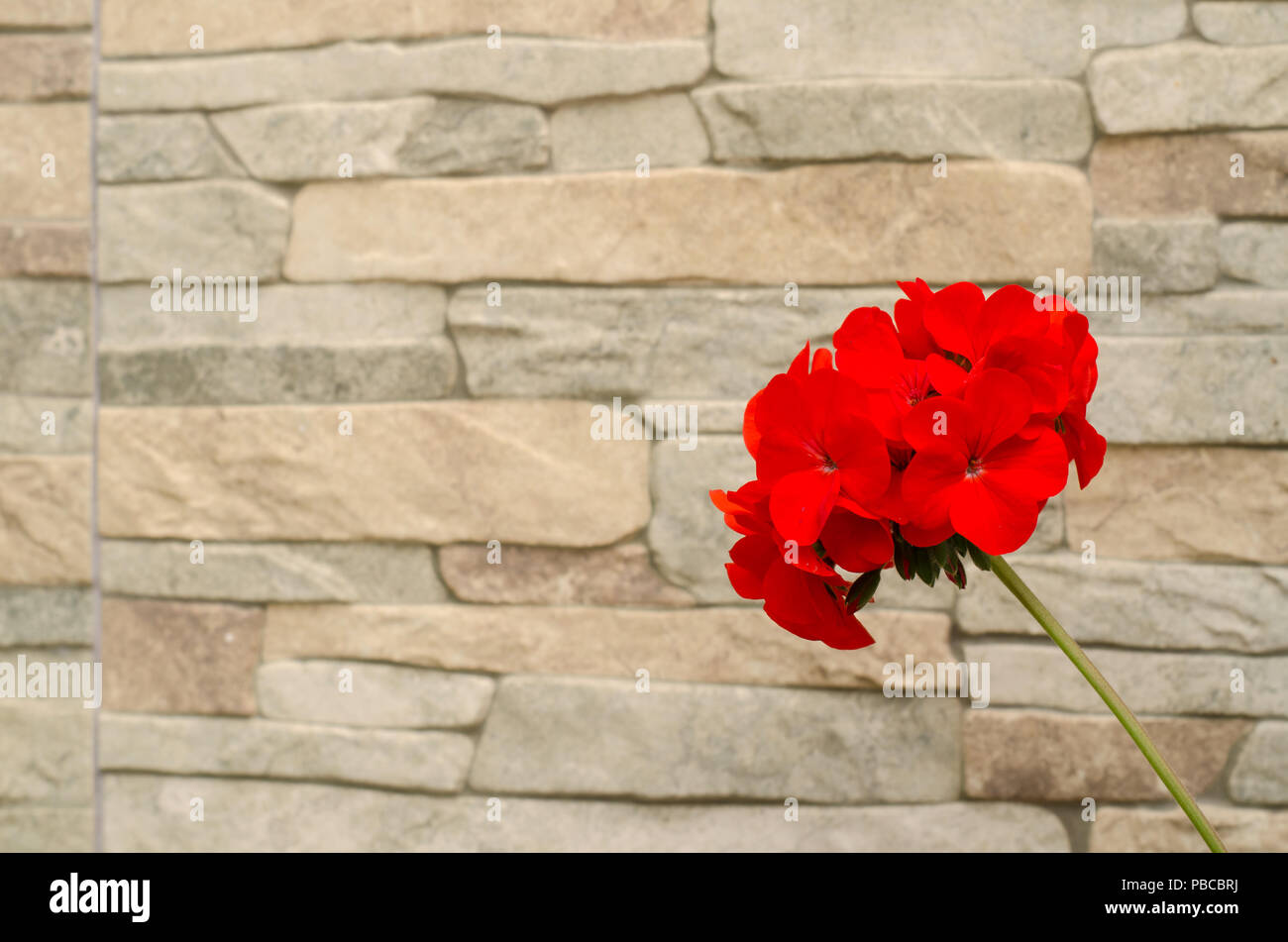 Red flowers Pelargonium on background of stone wall. Studio Photo Stock ...