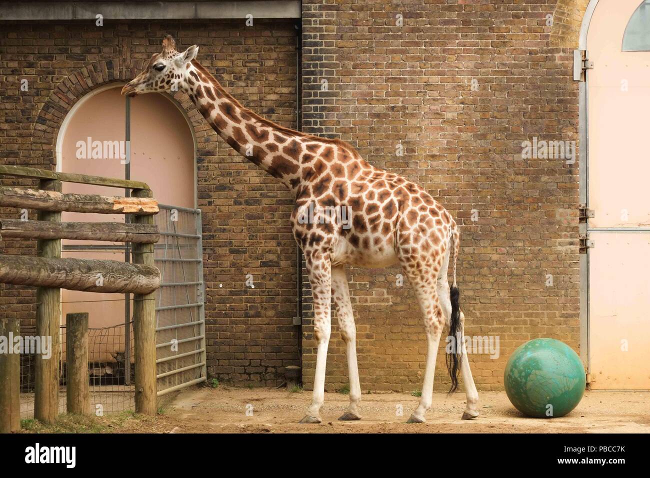 Giraffe , London Zoo Stock Photo - Alamy