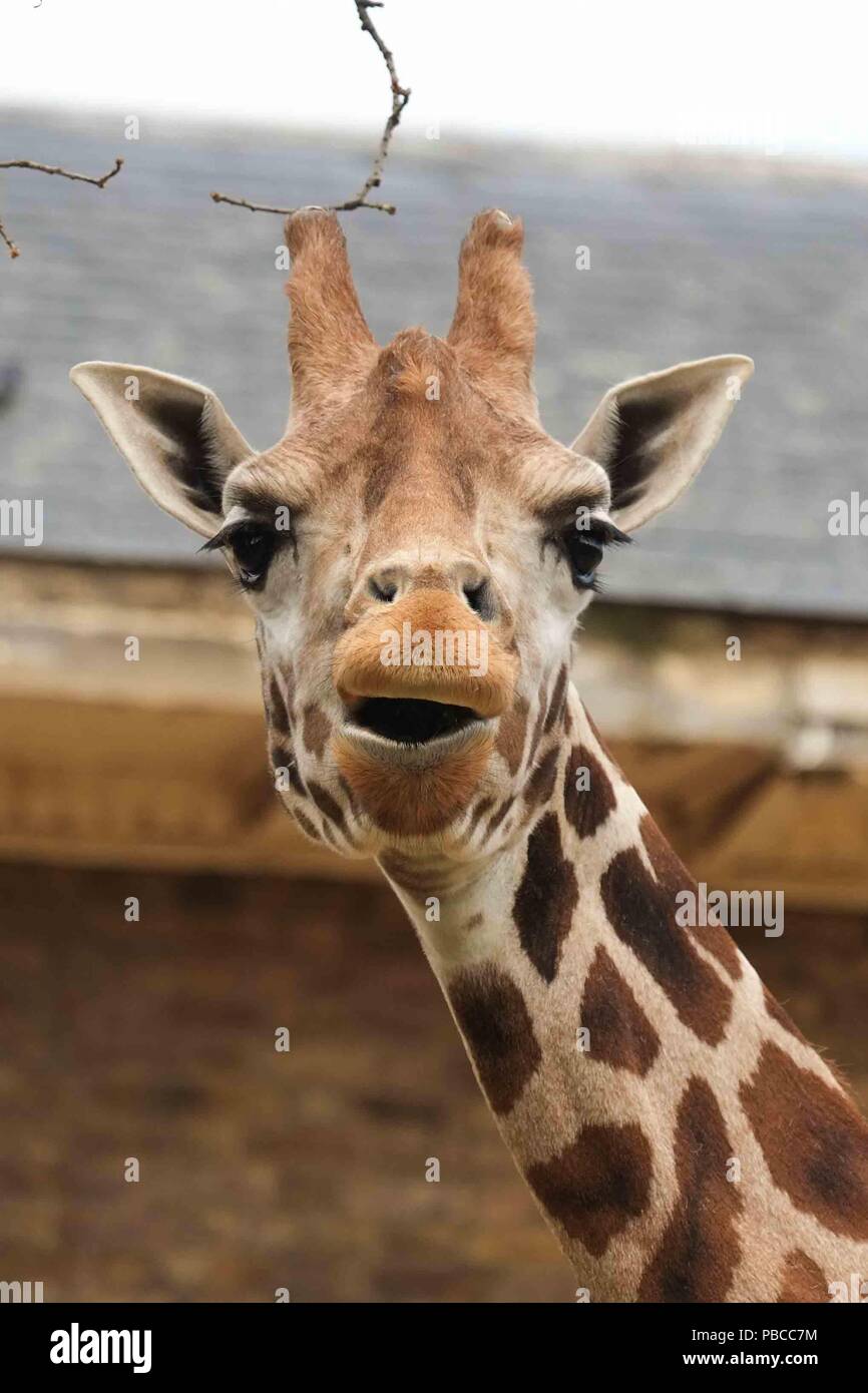 Giraffe , London Zoo Stock Photo - Alamy