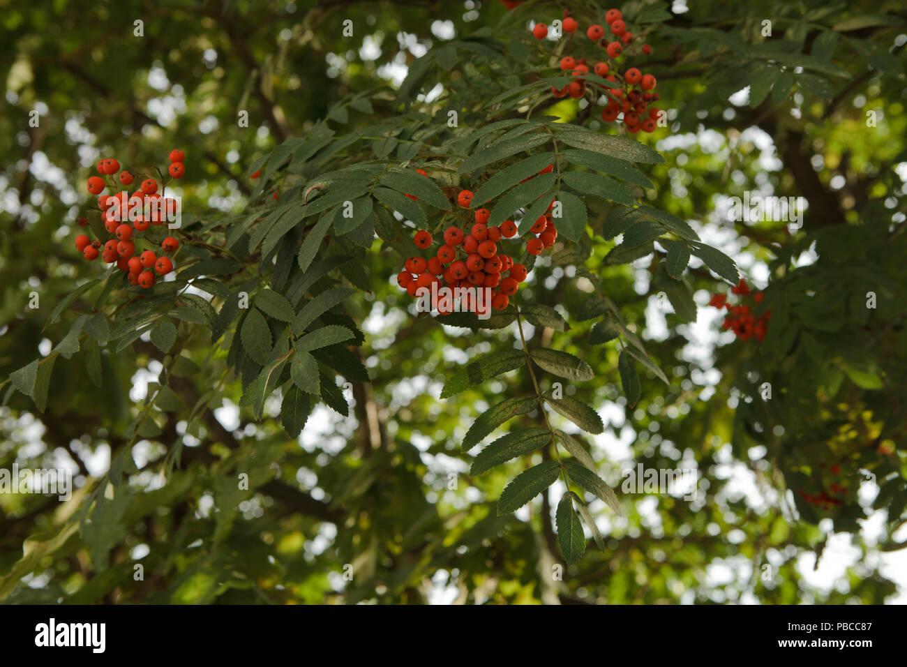 Mauntain ash tree hi-res stock photography and images - Alamy