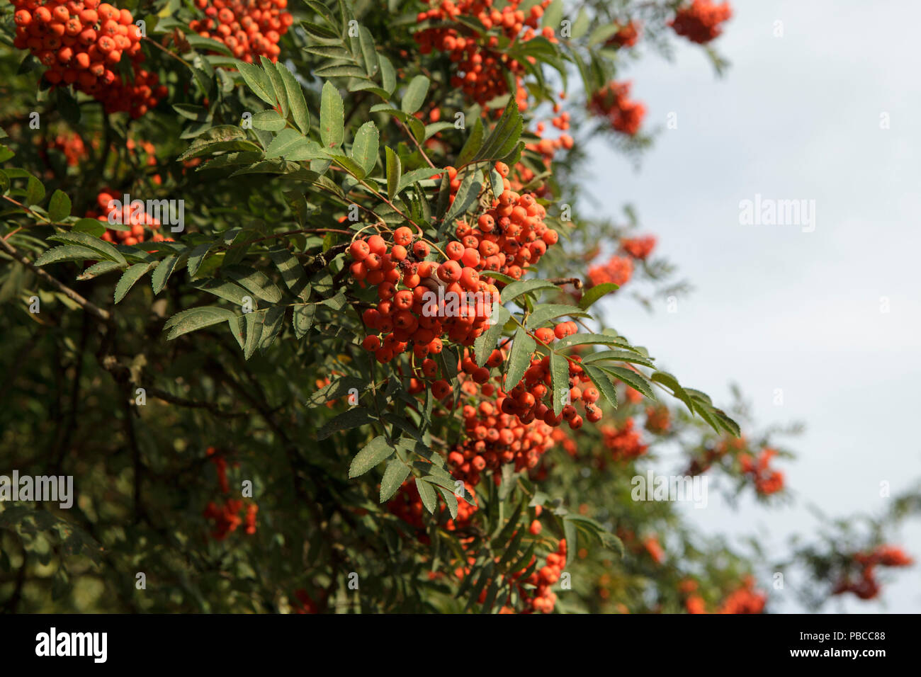 Mauntain ash hi-res stock photography and images - Alamy