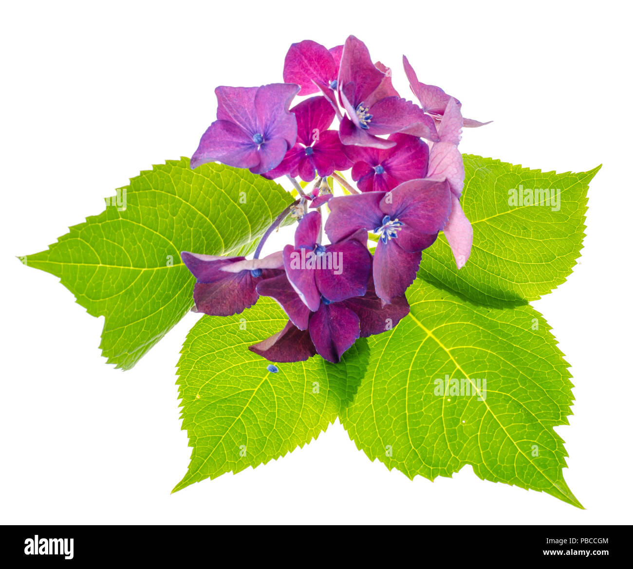 Flower of pink hydrangea on white background. Studio Photo Stock Photo ...