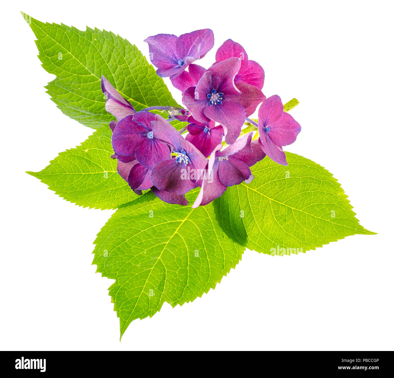 Flower of pink hydrangea on white background. Studio Photo Stock Photo ...