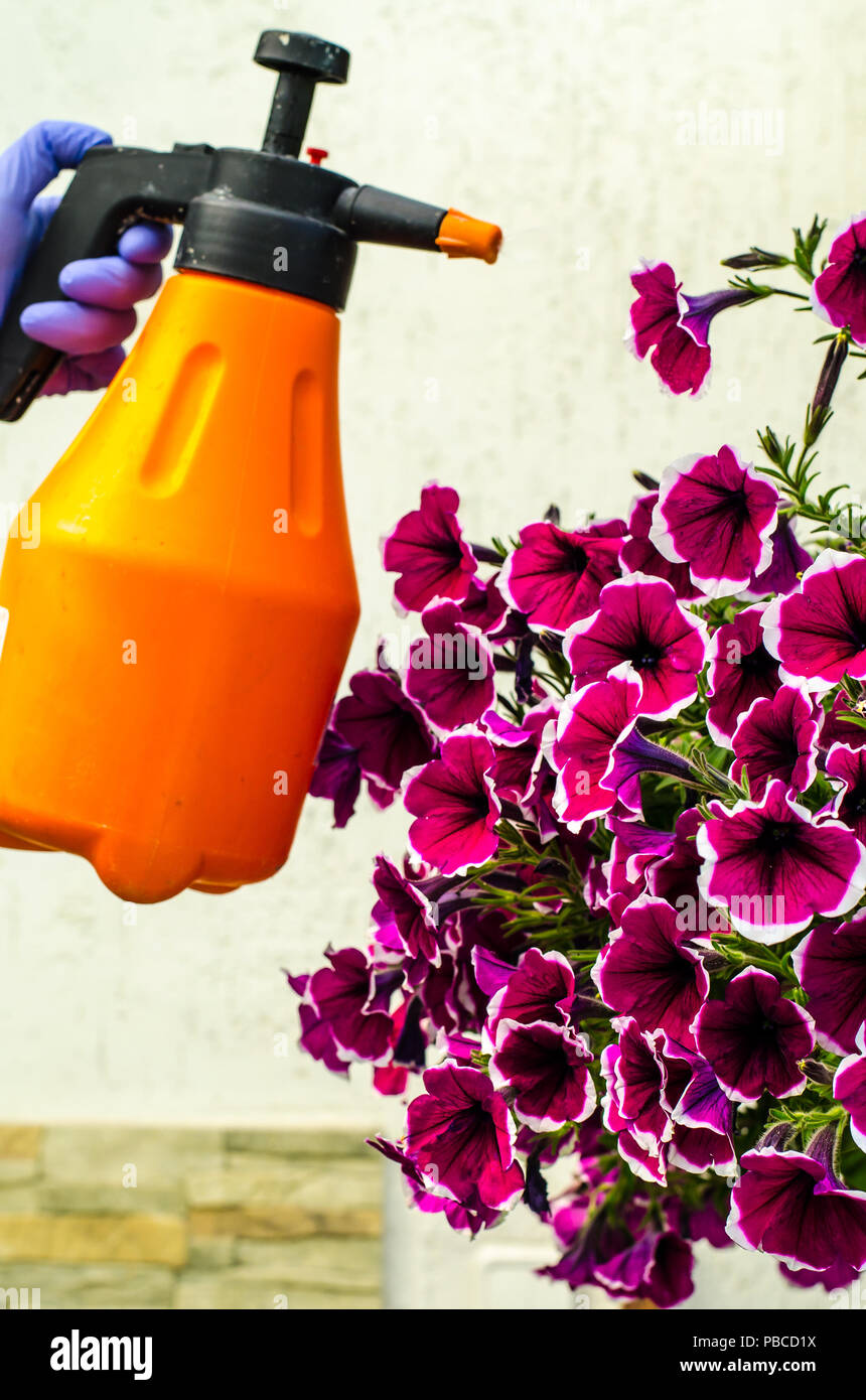 Indoor plants person spray hi-res stock photography and images - Alamy