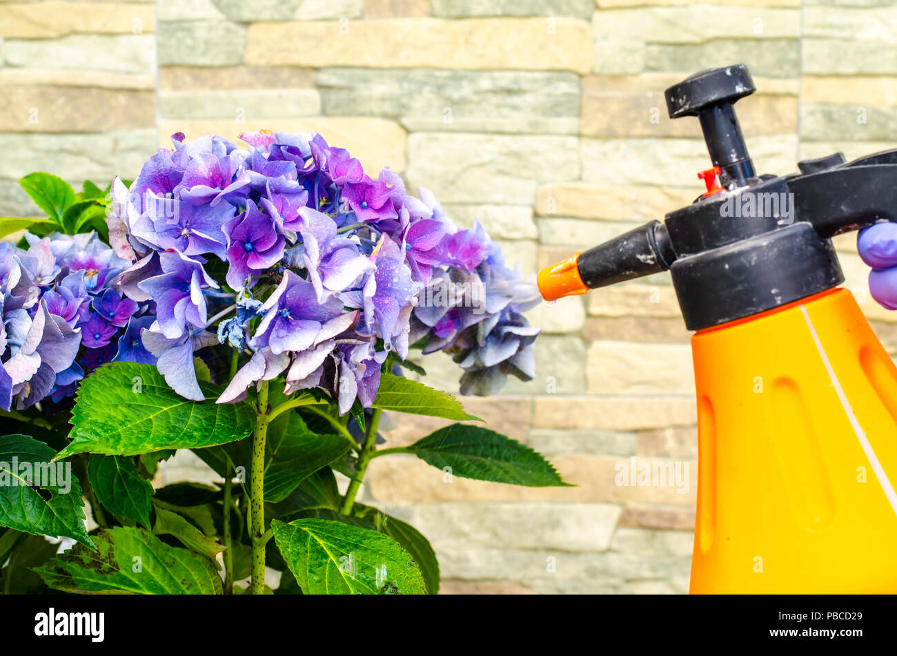 Spraying from manual spray of plants and flowers. Studio Photo Stock ...
