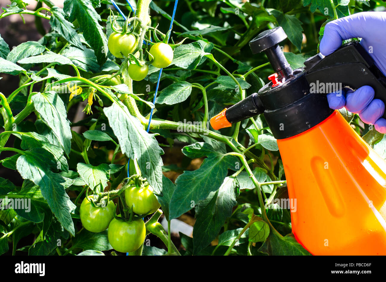 Spraying of vegetable plants against diseases and pests. Studio Photo ...
