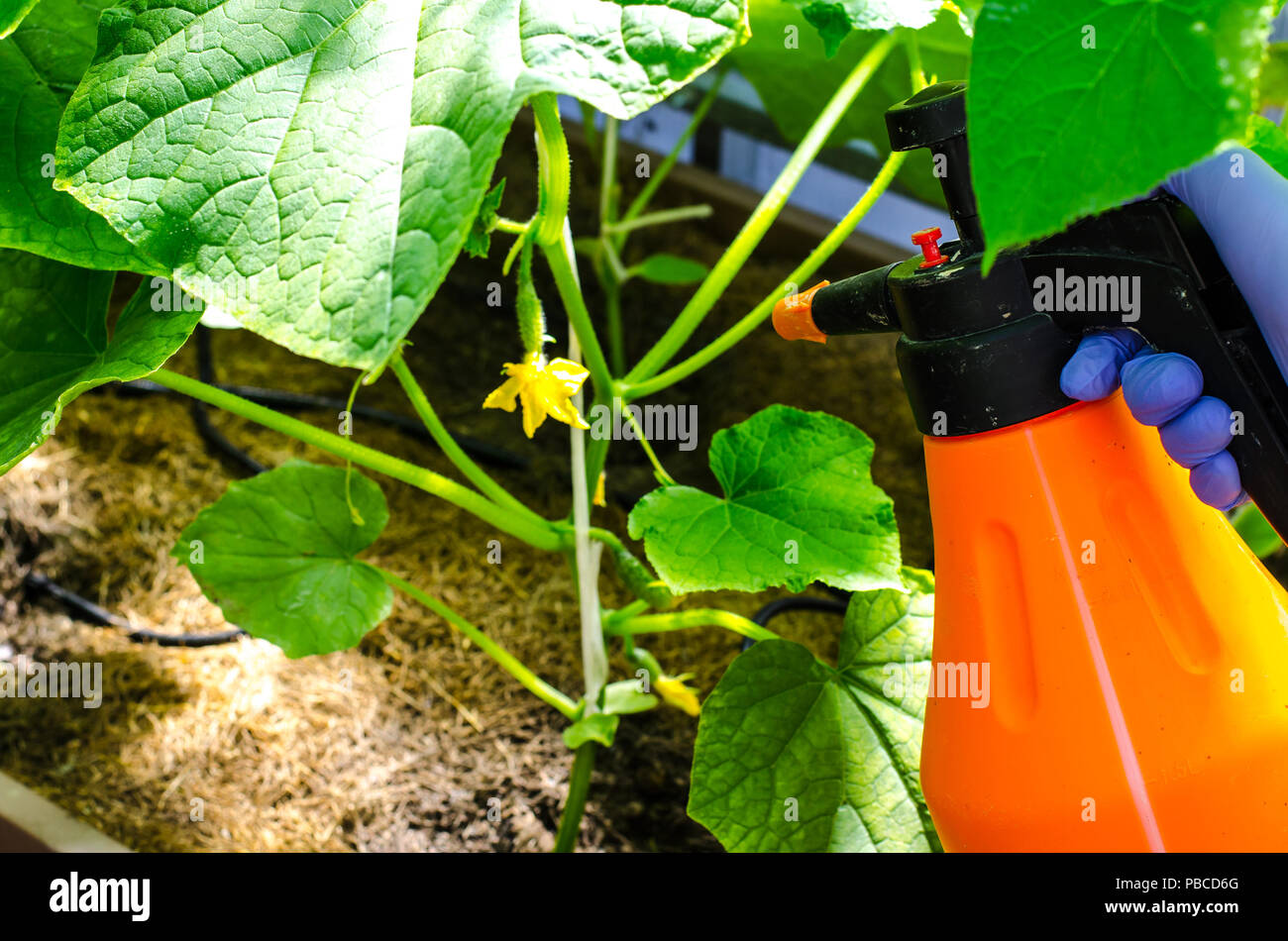 Spraying of vegetable plants against diseases and pests. Studio Photo ...
