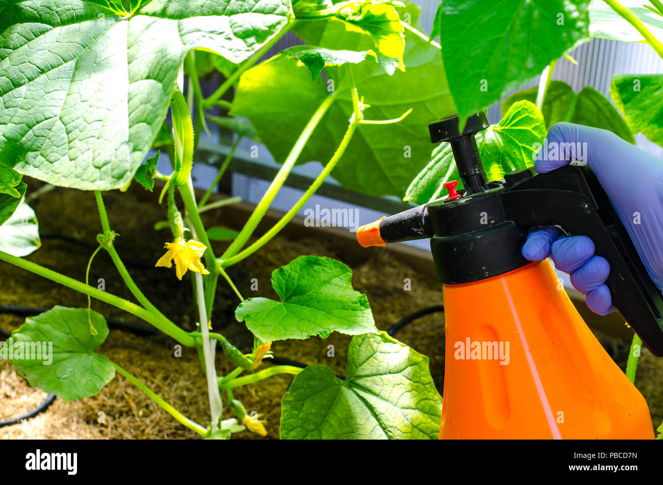 Spraying of vegetable plants against diseases and pests. Studio Photo ...