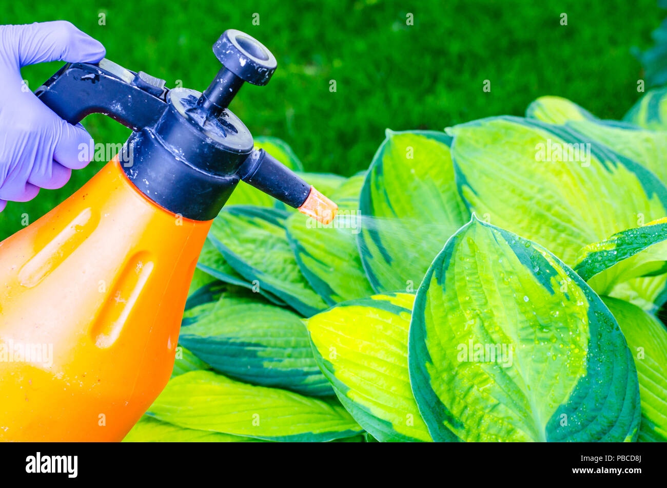 Indoor plant insecticide hi-res stock photography and images - Alamy