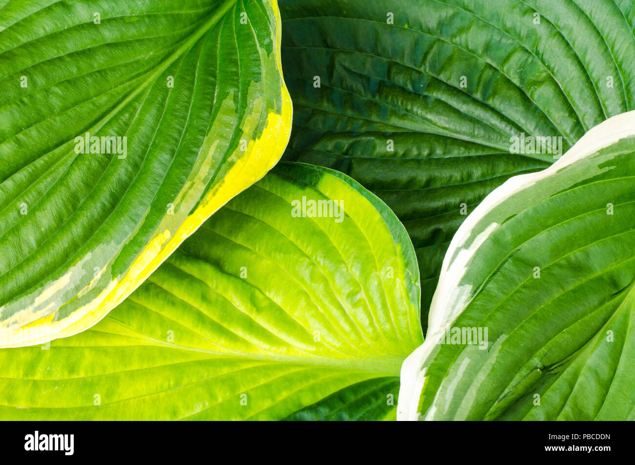 Creative layout of green leaves for nature background. Studio Photo ...