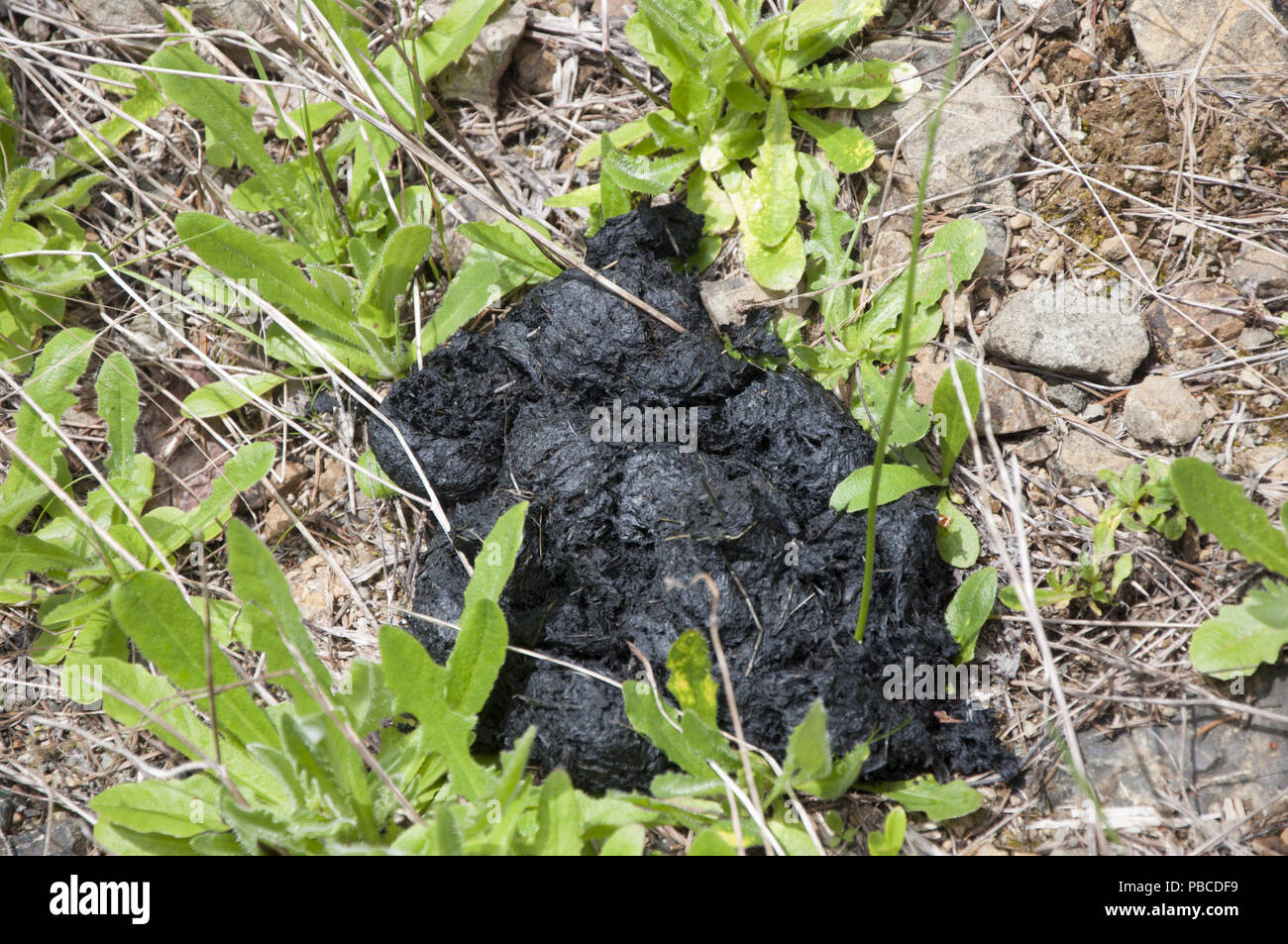 Black Bear Poop on an old road in the Olympic Mountains of Washington ...