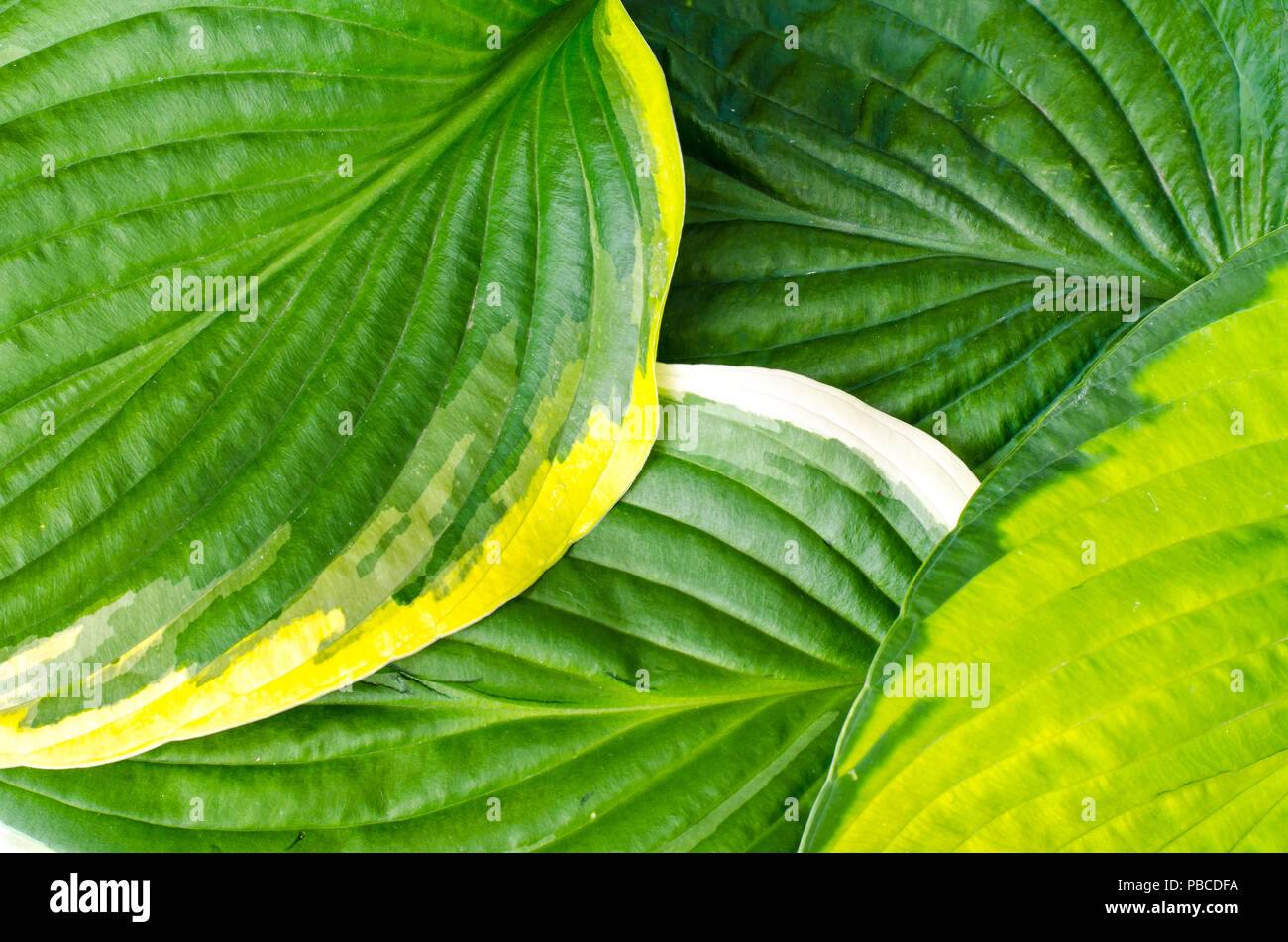 Creative layout of green leaves for nature background. Studio Photo ...