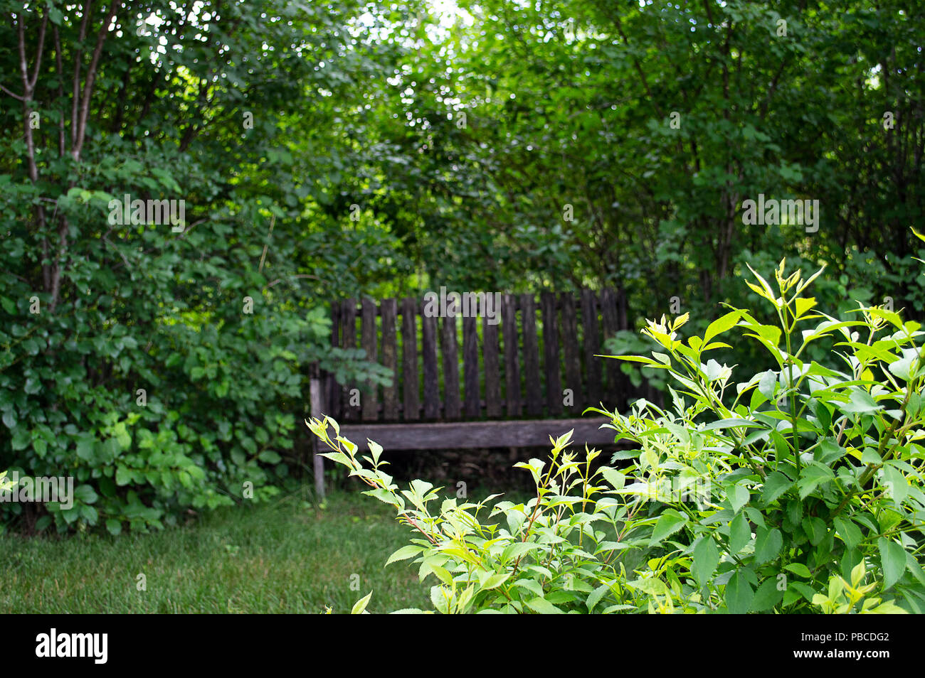 Bench Surrounded by Plants Stock Photo - Alamy