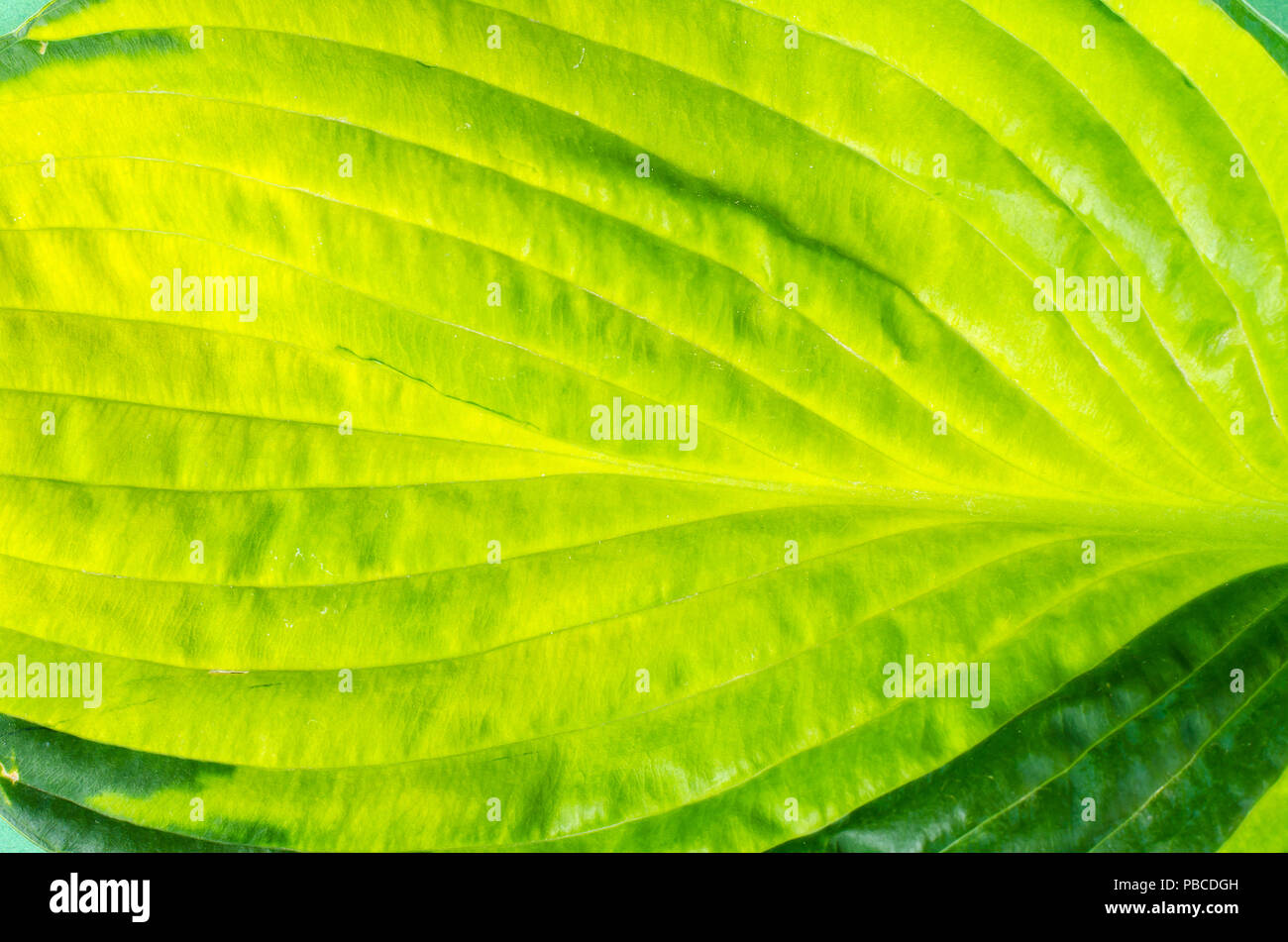 Creative layout of green leaves for nature background. Studio Photo ...