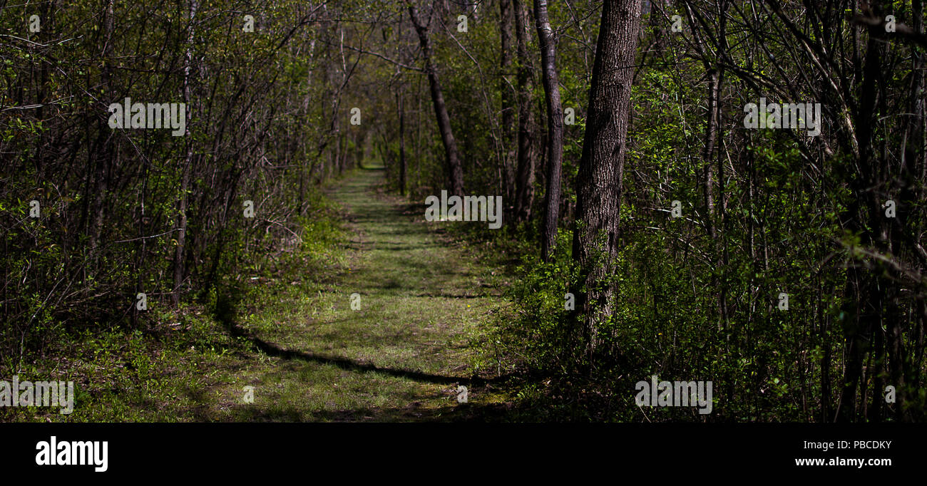 Trails through woodland hi-res stock photography and images - Alamy