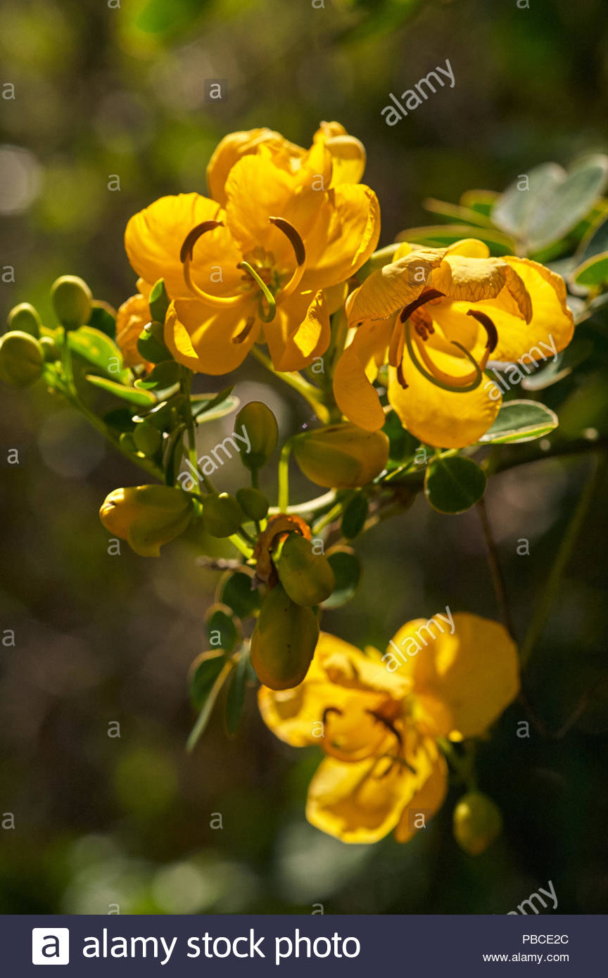Senna Plant Stock Photos & Senna Plant Stock Images - Alamy