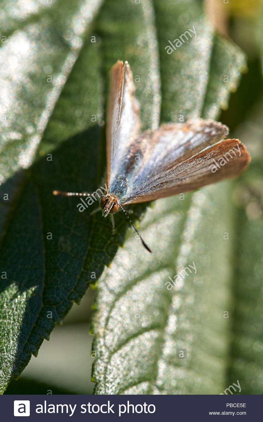Female Copper Stock Photos & Female Copper Stock Images - Alamy