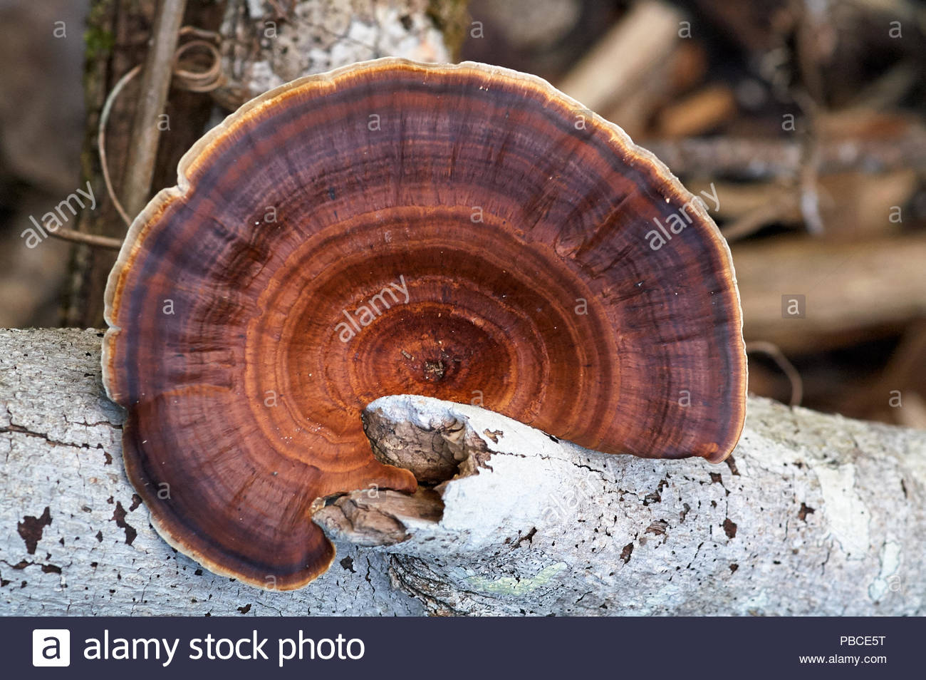 Fungi In Australia Stock Photos & Fungi In Australia Stock Images - Alamy
