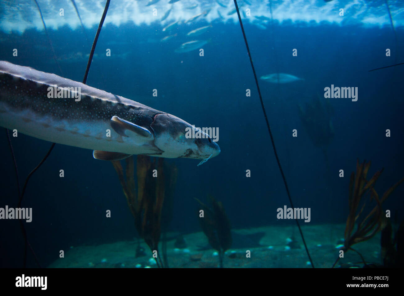 SAN FRANCISCO, USA - OCT 5, 2015: Aquarium of the Bay in San Francisco ...