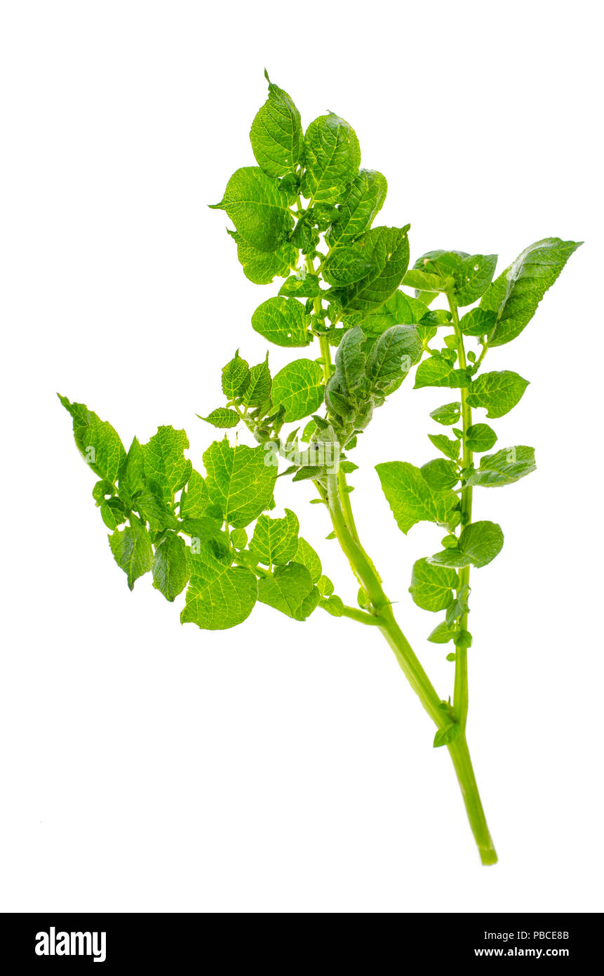 Grow field plant crop farm potato Cut Out Stock Images & Pictures - Alamy
