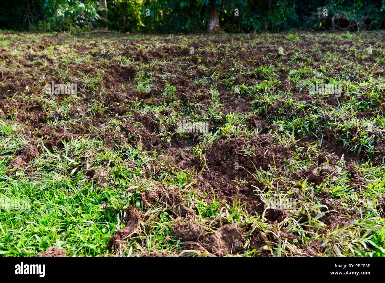 Wild pig damage hi-res stock photography and images - Alamy