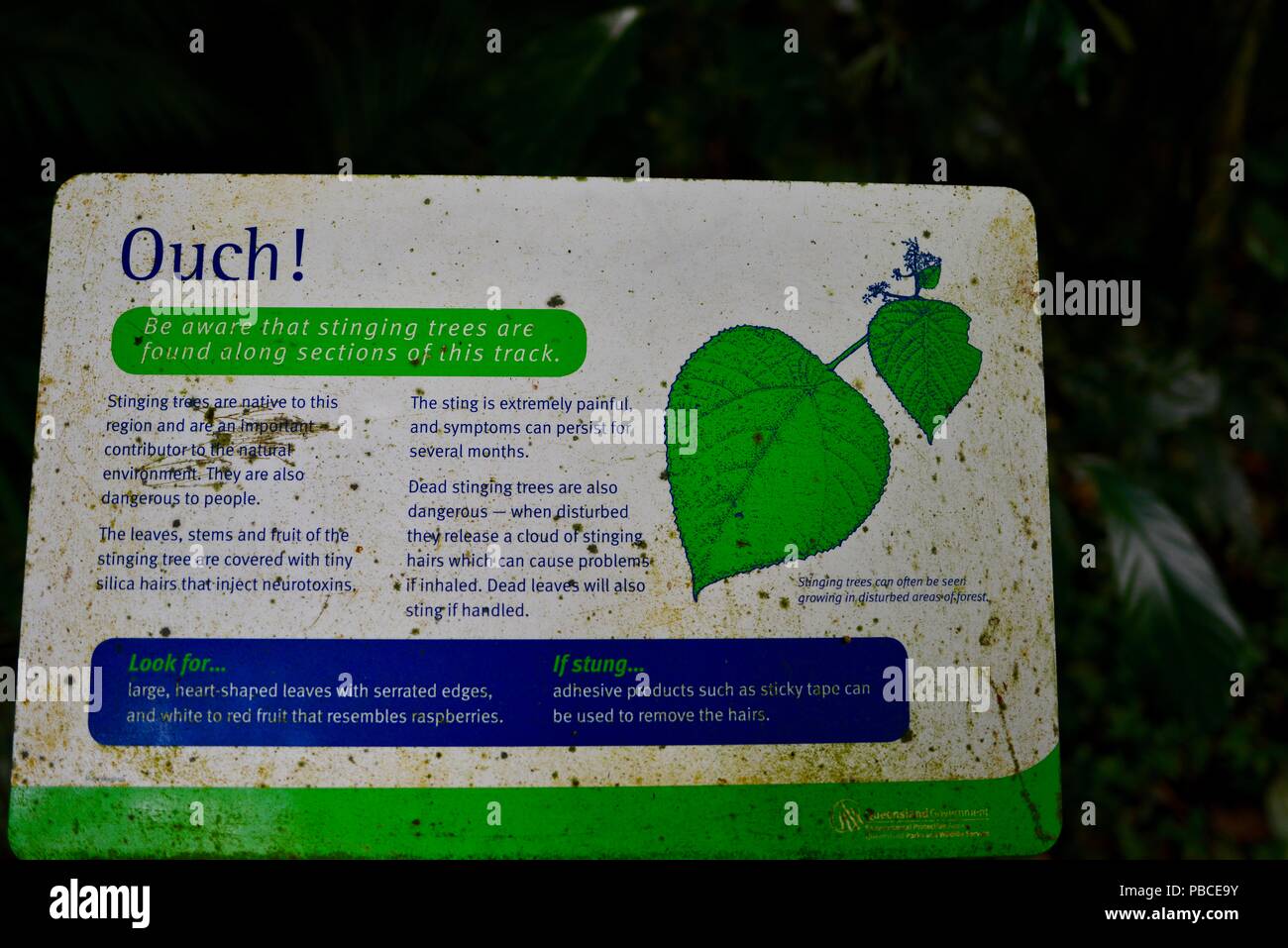 Stinging tree warning sign, Nandroya Falls Circuit, Atherton Tablelands ...