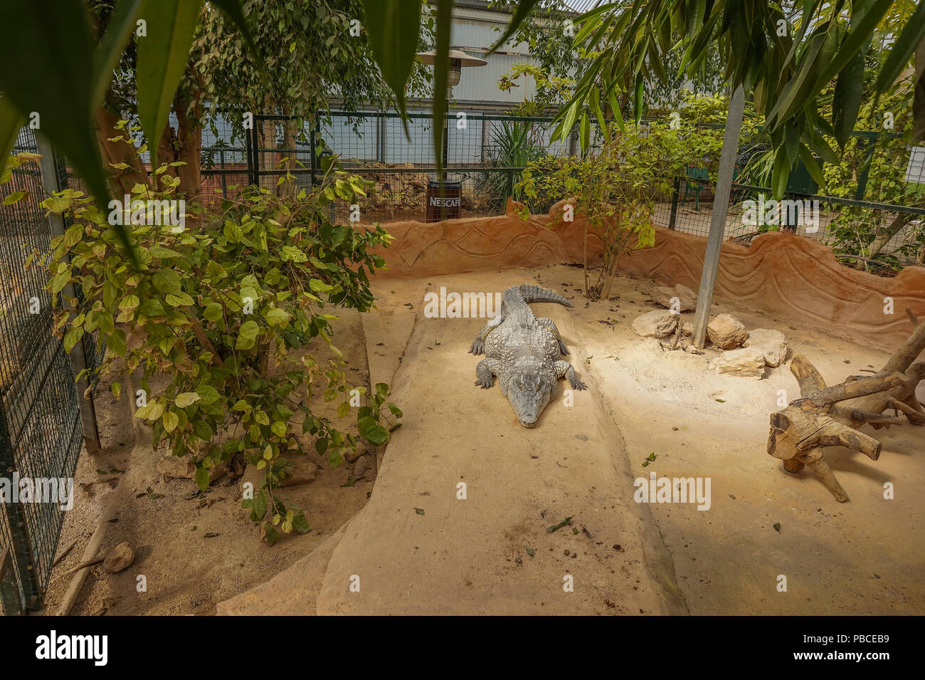 Caged crocodile in Athens Attica Zoo, Greece Stock Photo - Alamy