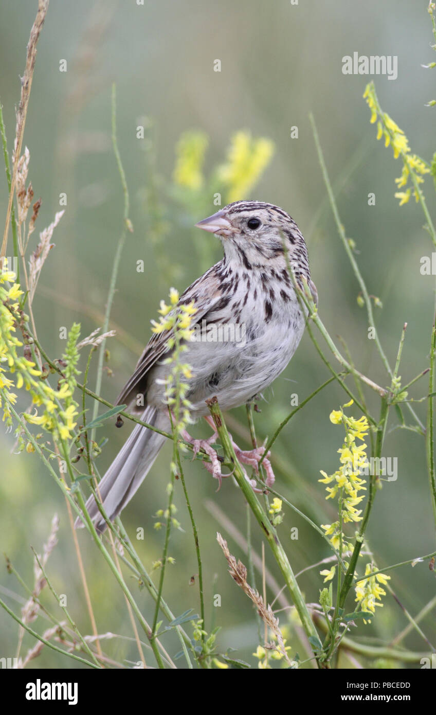 Baird's Sparrow July 23rd, 2011 Grand River National Grasslands ...