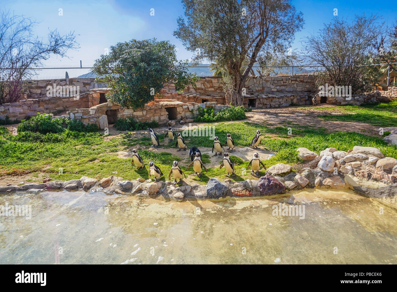Cute penguins ready to swim in the Attica zoo in Athens, Greece Stock ...