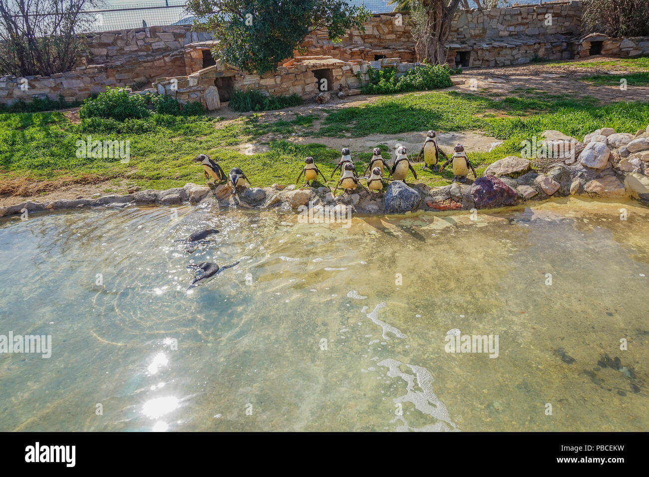 Cute penguins ready to swim in the Attica zoo in Athens, Greece Stock ...