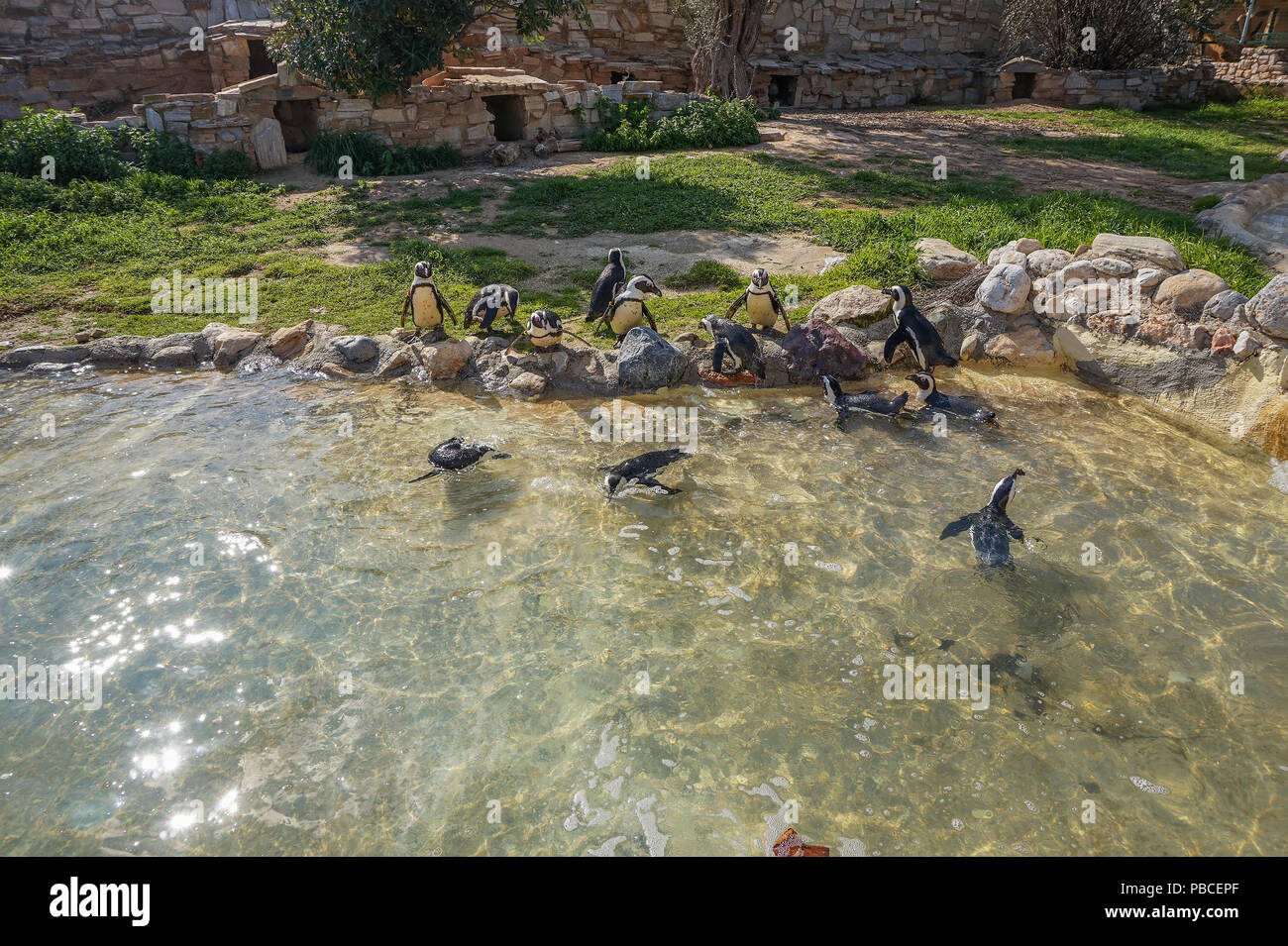 Cute penguins ready to swim in the Attica zoo in Athens, Greece Stock ...