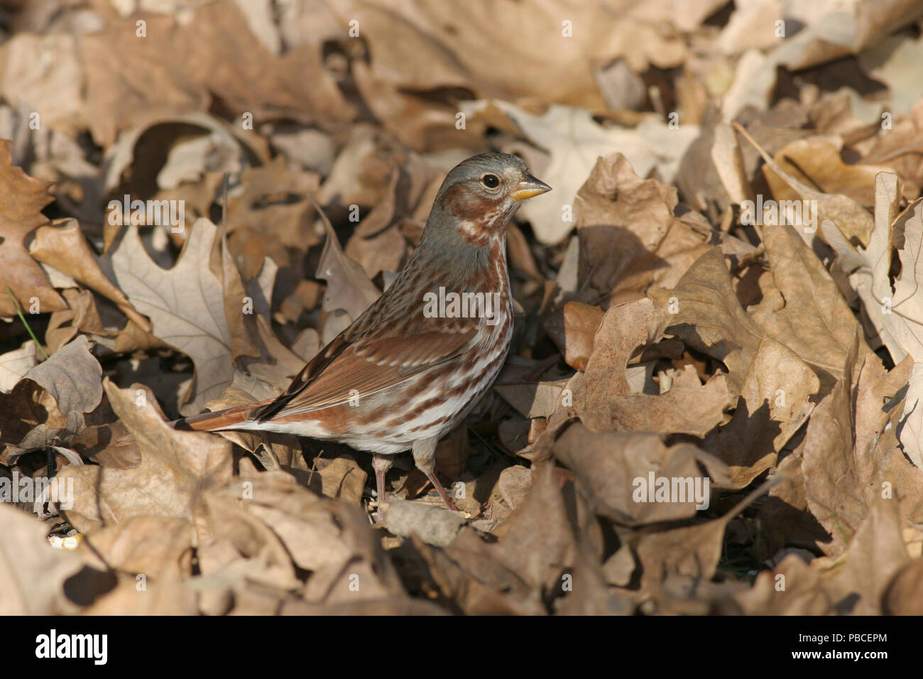 Fox sparrow hi-res stock photography and images - Alamy