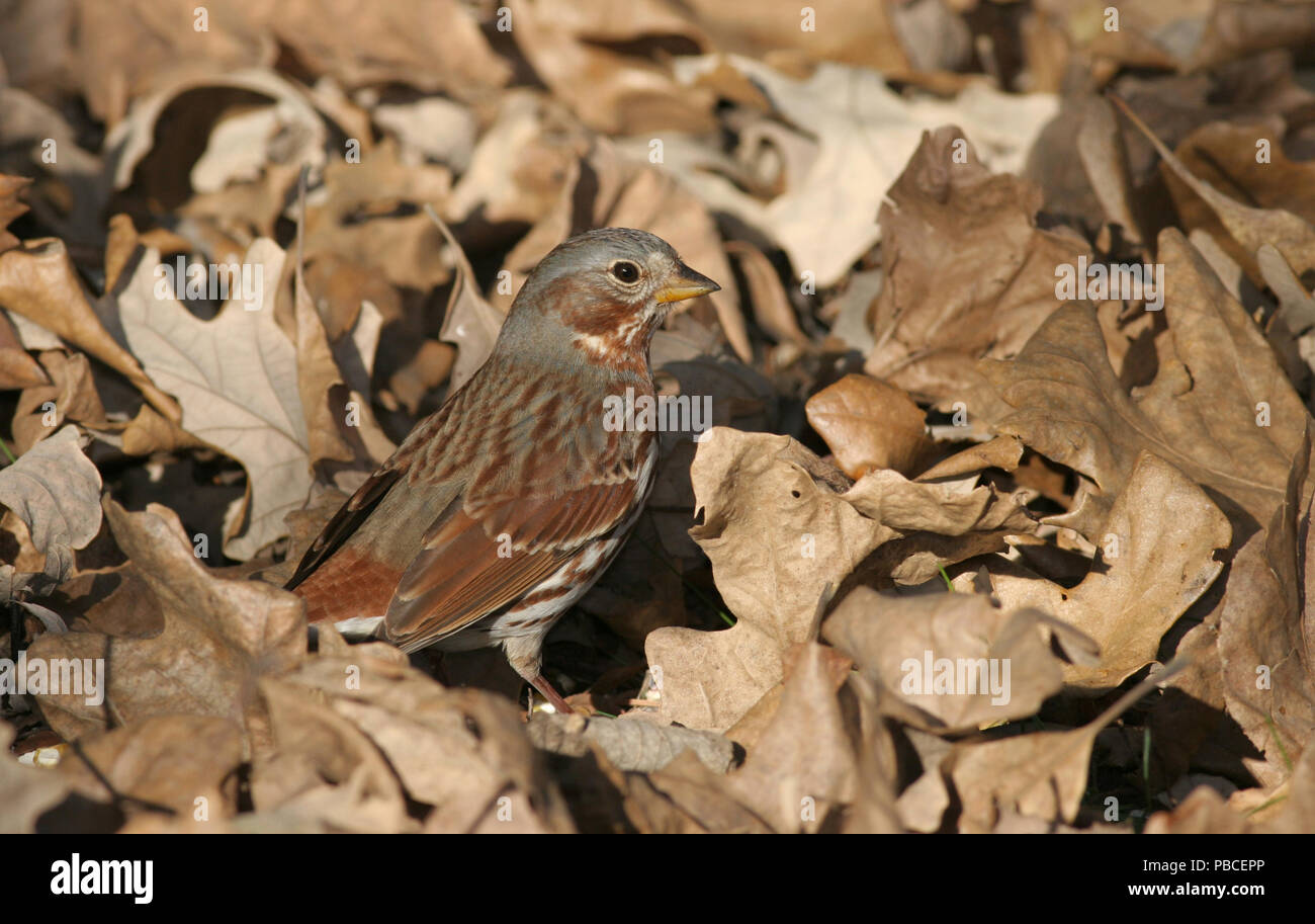 Fox sparrow hi-res stock photography and images - Alamy