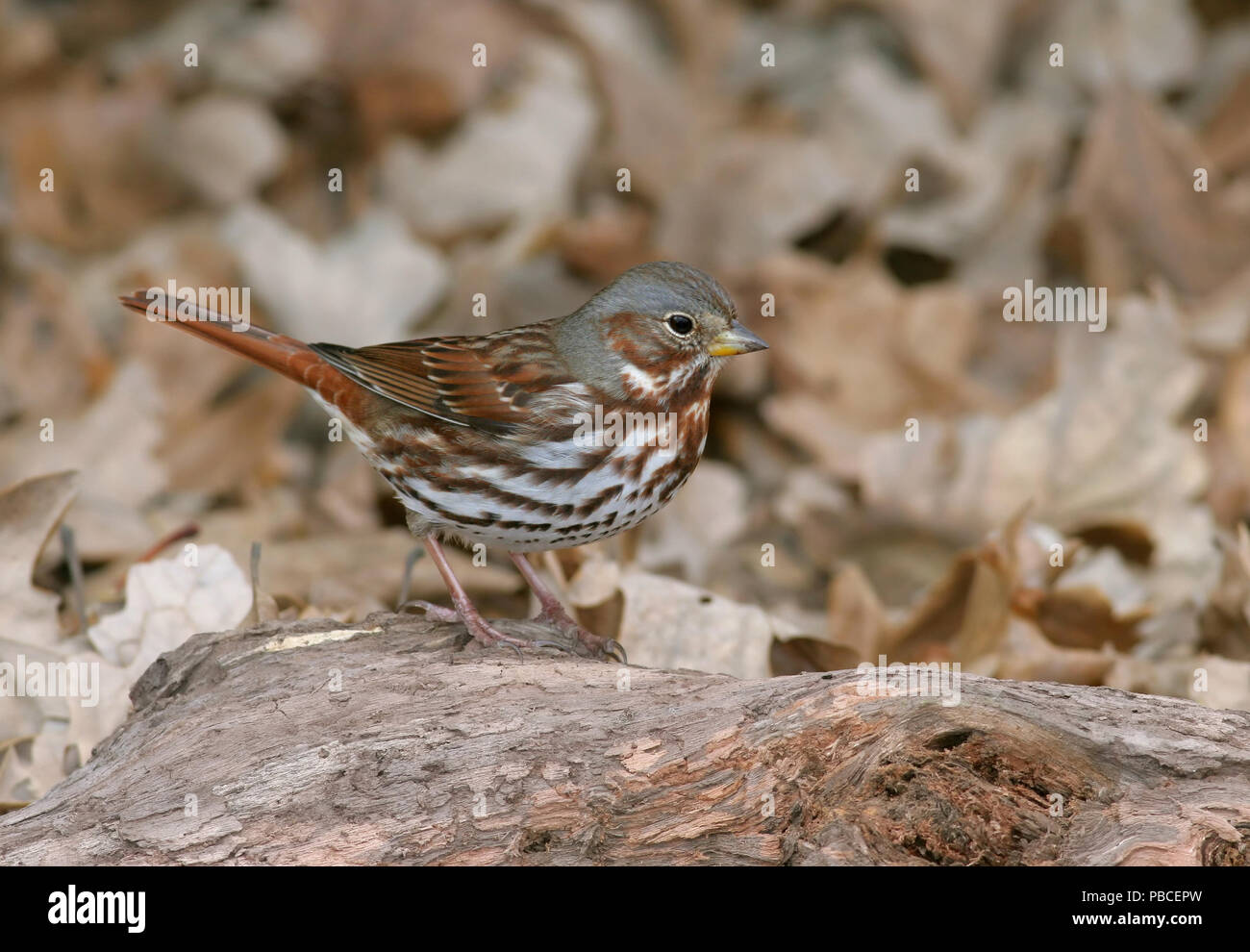Fox sparrow hi-res stock photography and images - Alamy