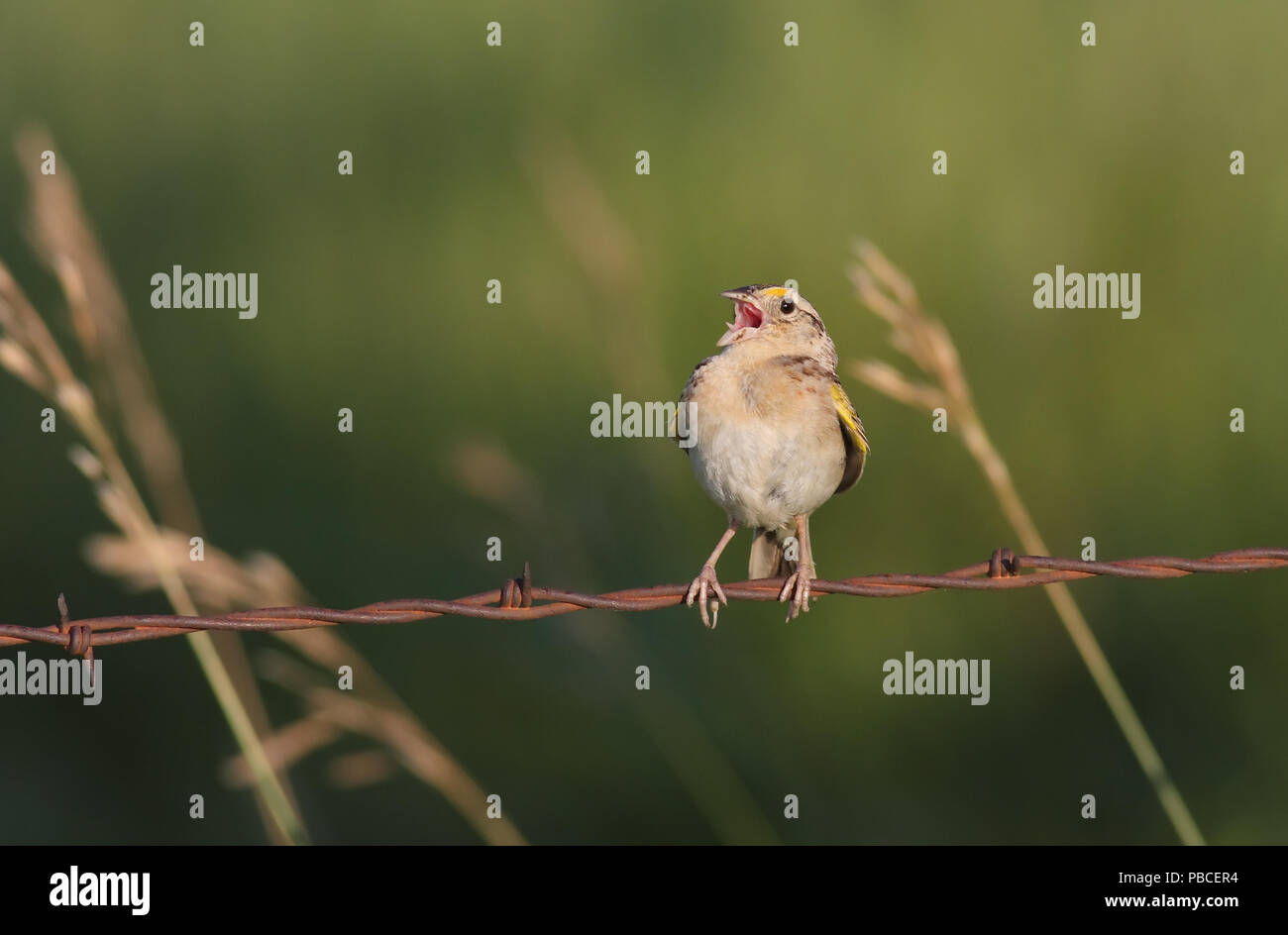 Grasshopper Sparrow July 22nd, 2008 Minnehaha County, South Dakota ...