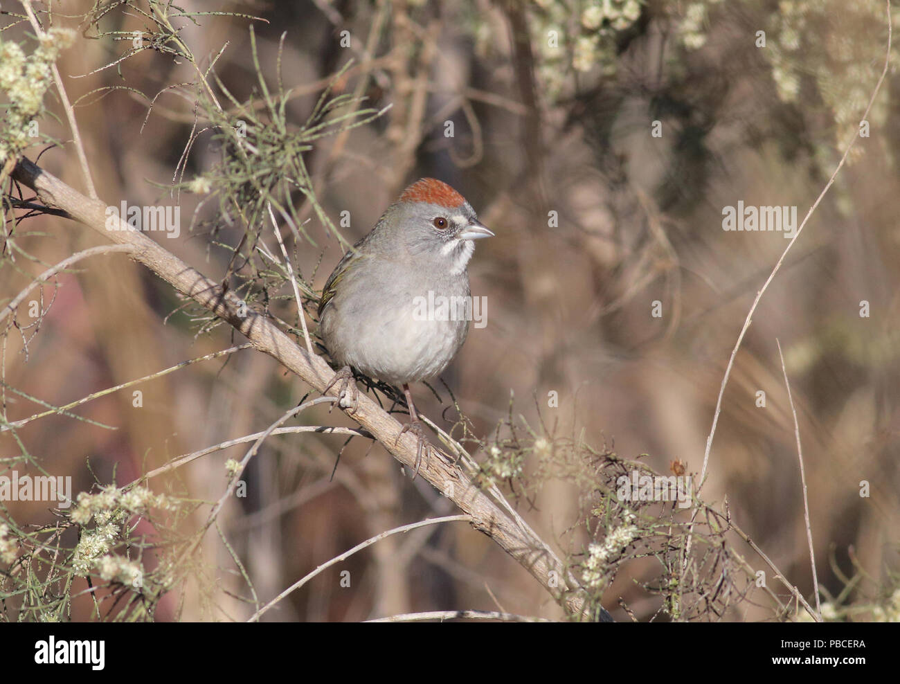 Tanque verde wash hi-res stock photography and images - Alamy