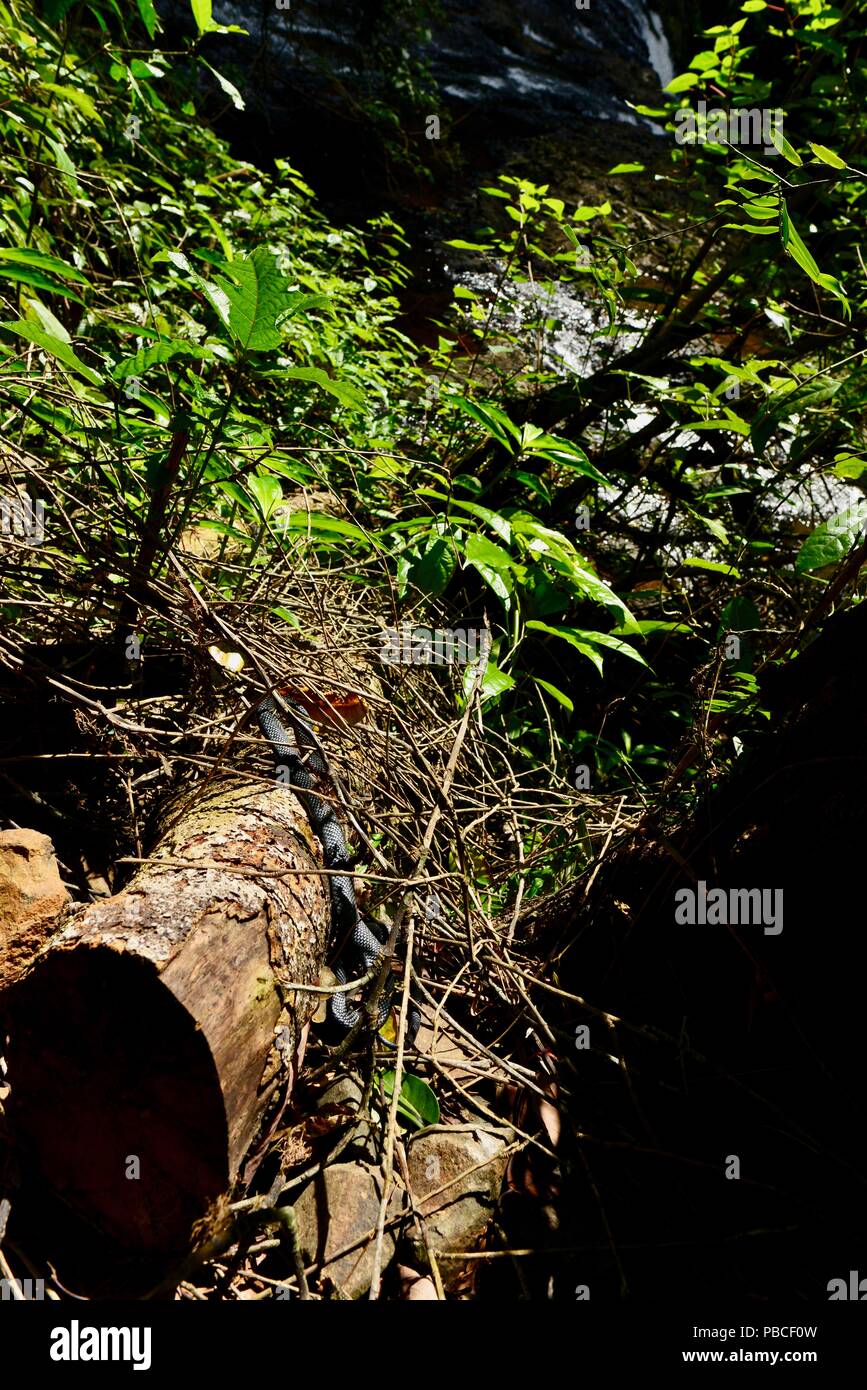 Red bellied black snake Pseudechis porphyriacus, Nandroya Falls Circuit ...