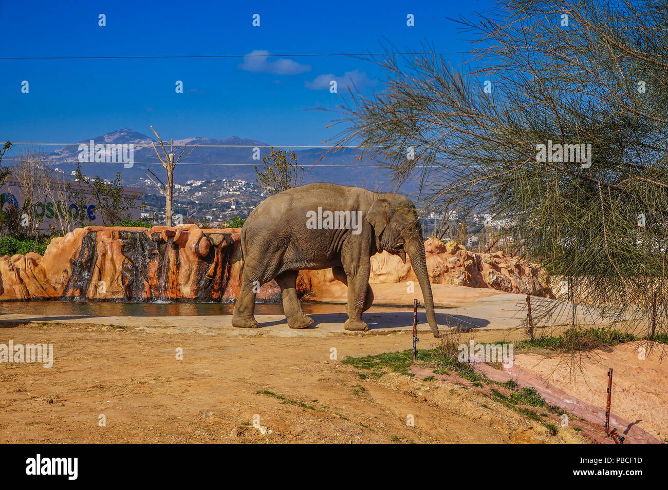 Beautiful elephant at the Attica Zoo park, Athens, Greece Stock Photo ...