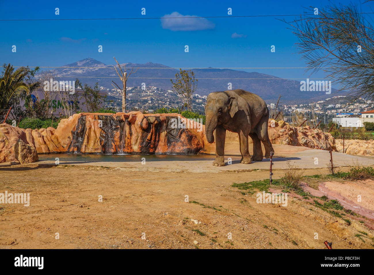 Beautiful elephant at the Attica Zoo park, Athens, Greece Stock Photo ...