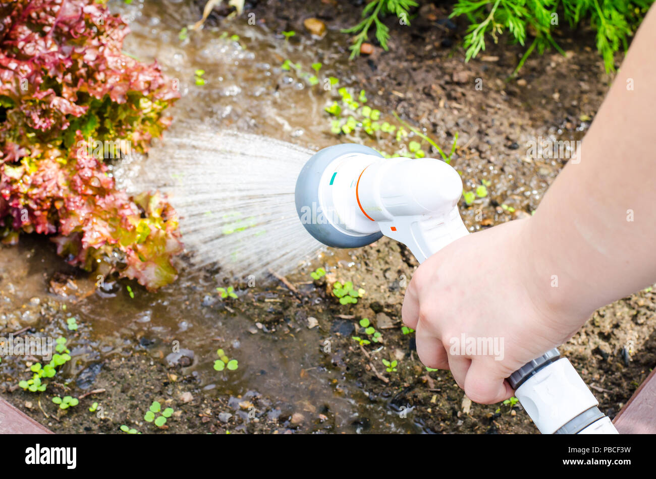 Hand water from the watering can on the hose. Studio Photo Stock Photo ...
