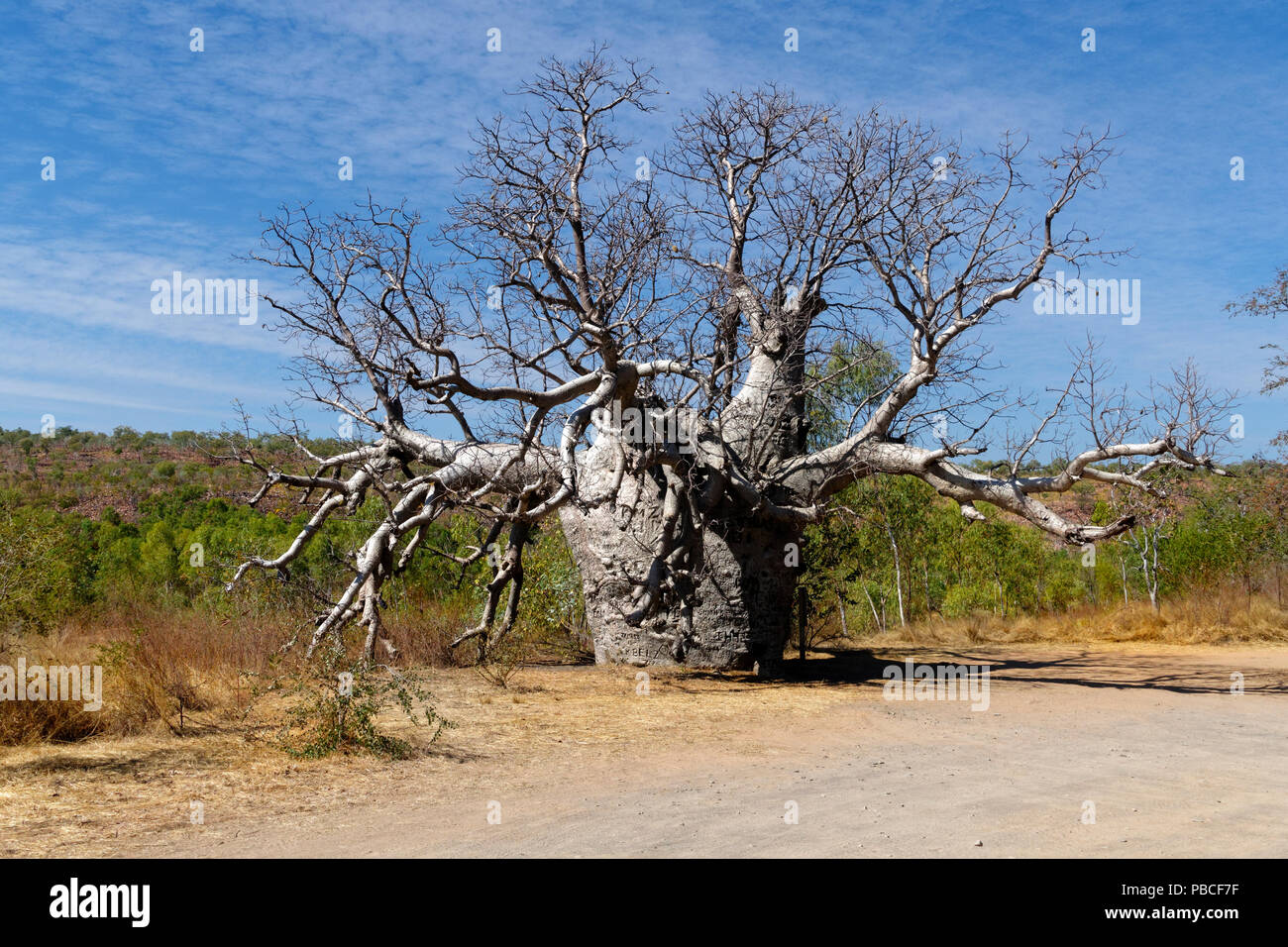 Wyndham Boab Prison Tree High Resolution Stock Photography and Images ...