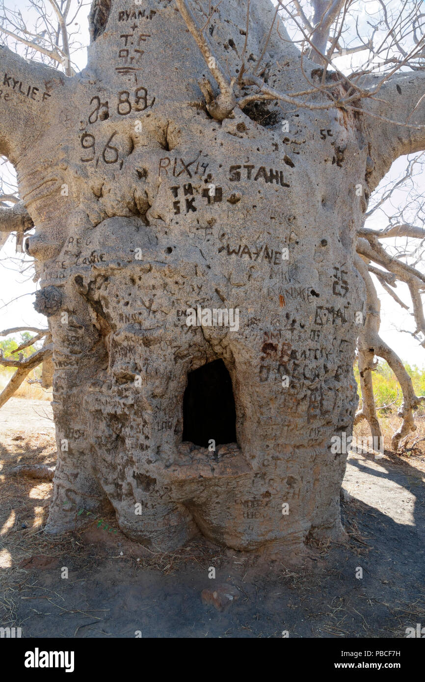 Wyndham boab prison tree hi-res stock photography and images - Alamy