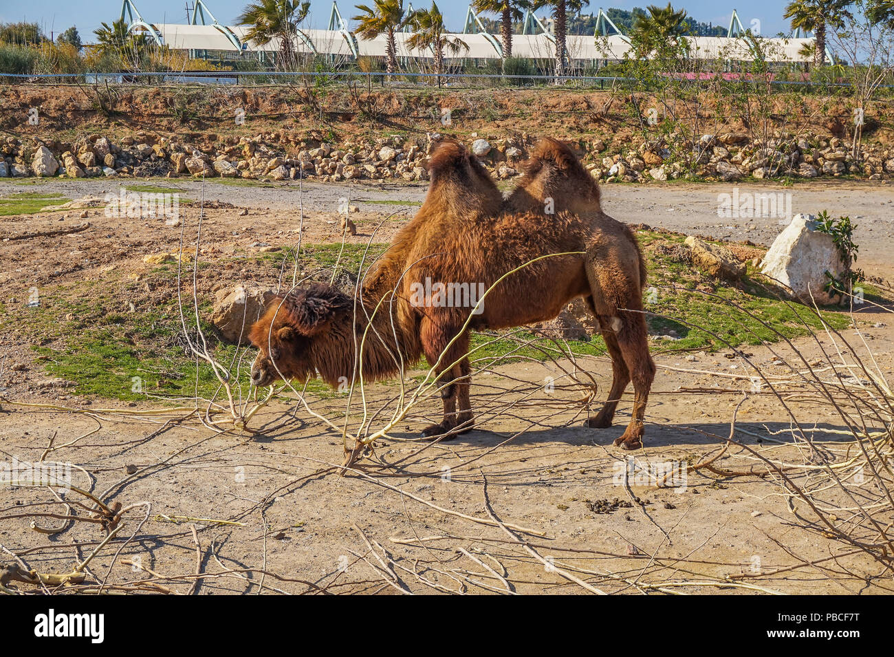 Beautiful camels at the Attica Zoo park, Athens, Greece Stock Photo - Alamy