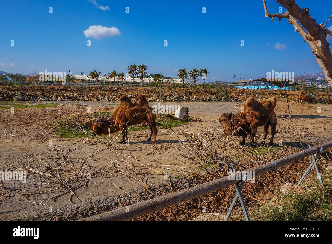 Beautiful camels at the Attica Zoo park, Athens, Greece Stock Photo - Alamy