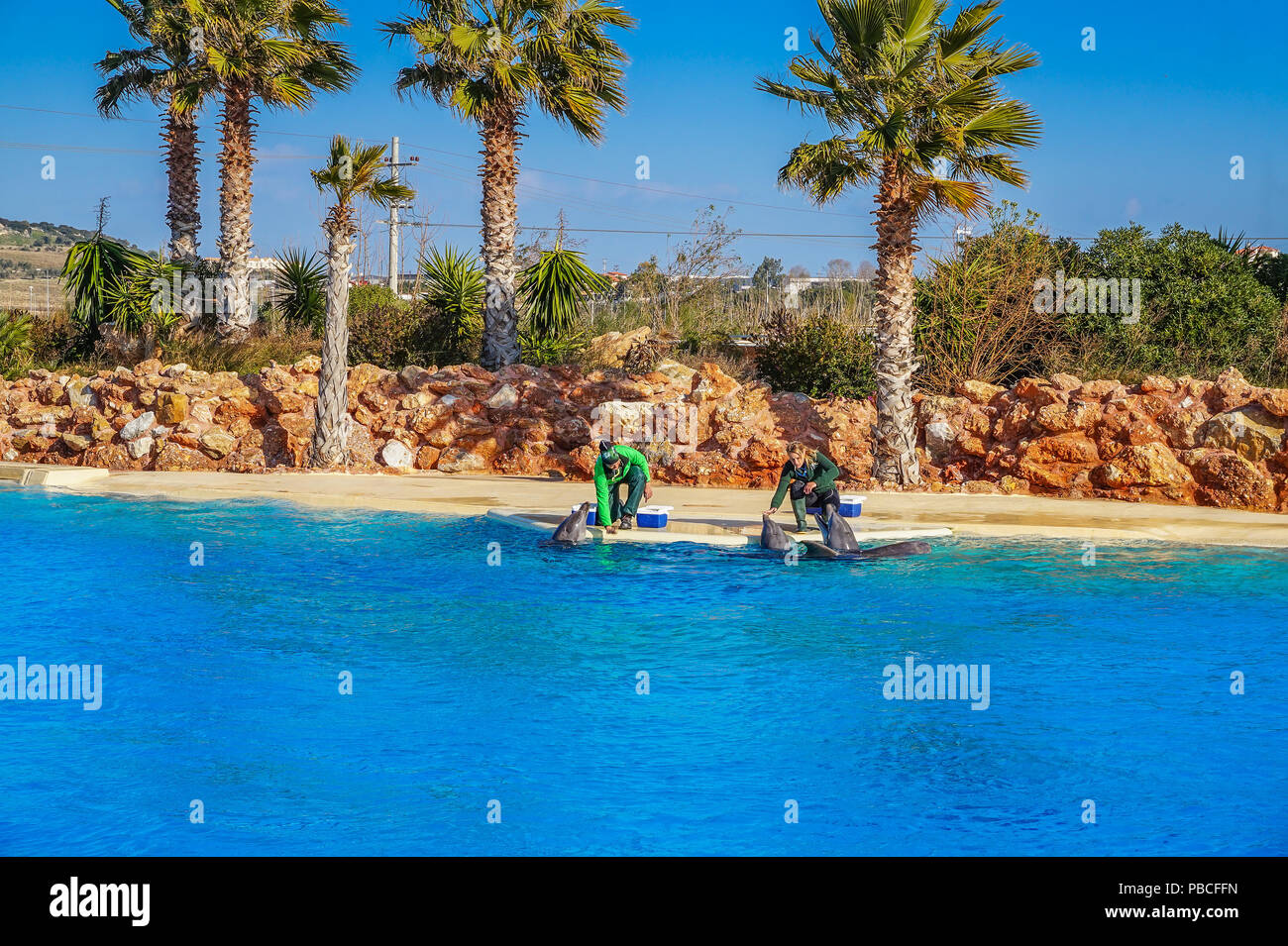 Dolphin show at the Attica Zoo park, Athens, Greece Stock Photo - Alamy